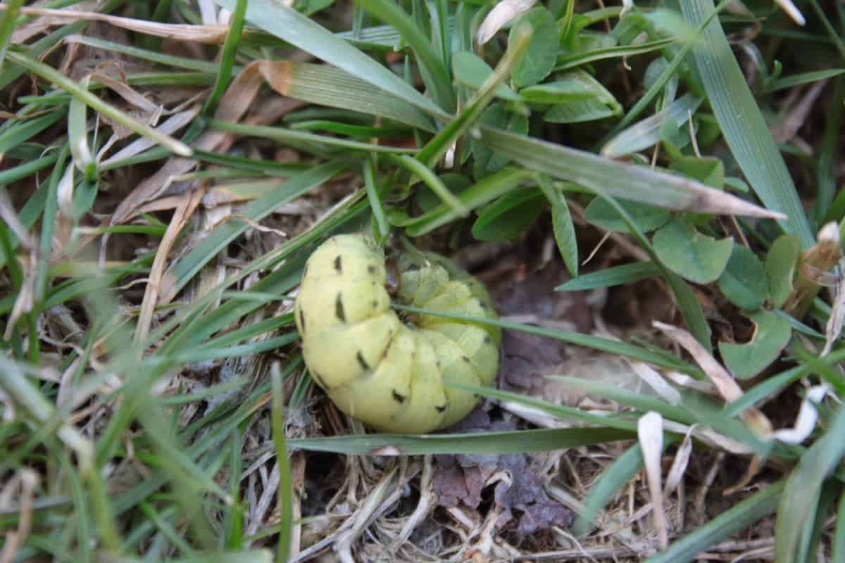 Surprise That Hen: Treats For Your Chickens To Make Them Go WILD ...