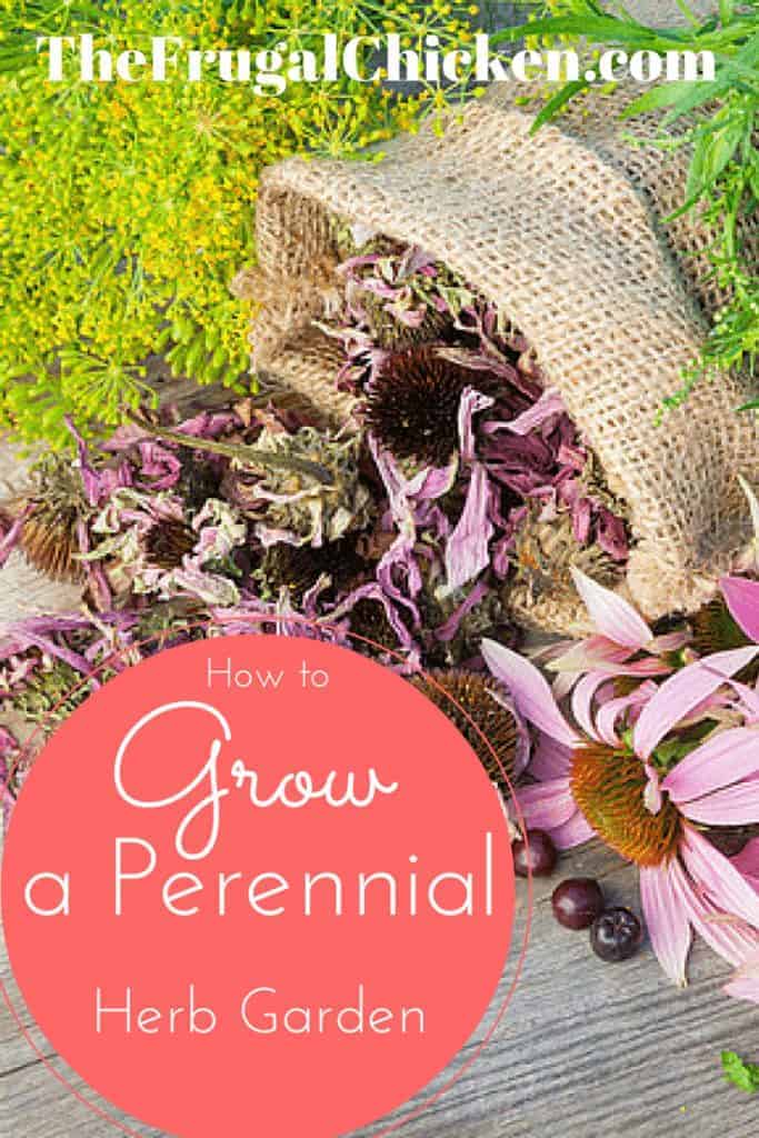 How To PHow To Plant A Perennial Herb Gardenlant A Perennial Herb ...