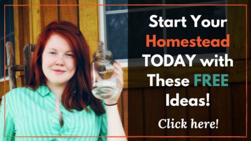 Starting A Homestead From Scratch (Our Story)