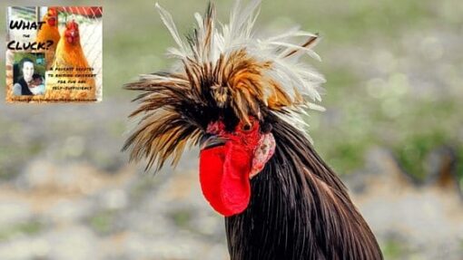 Abnormal Chicken Eggs: What You Need To Know!