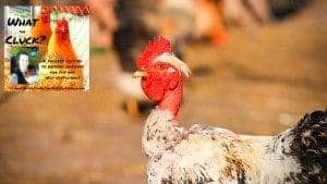 Abnormal Chicken Eggs: What You Need To Know!