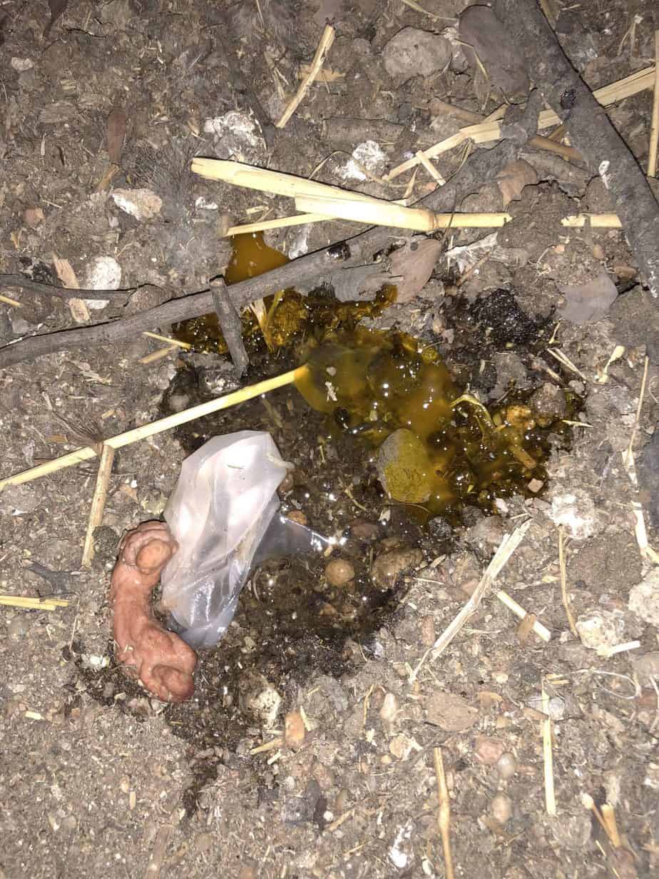 What Causes Lash Eggs & Salpingitis In Backyard Chickens?