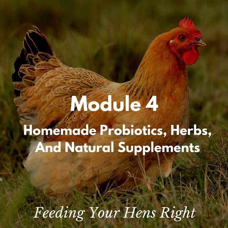 Feeding Your Hens Right Module 4 - Pampered Chicken Mama: Raising ...