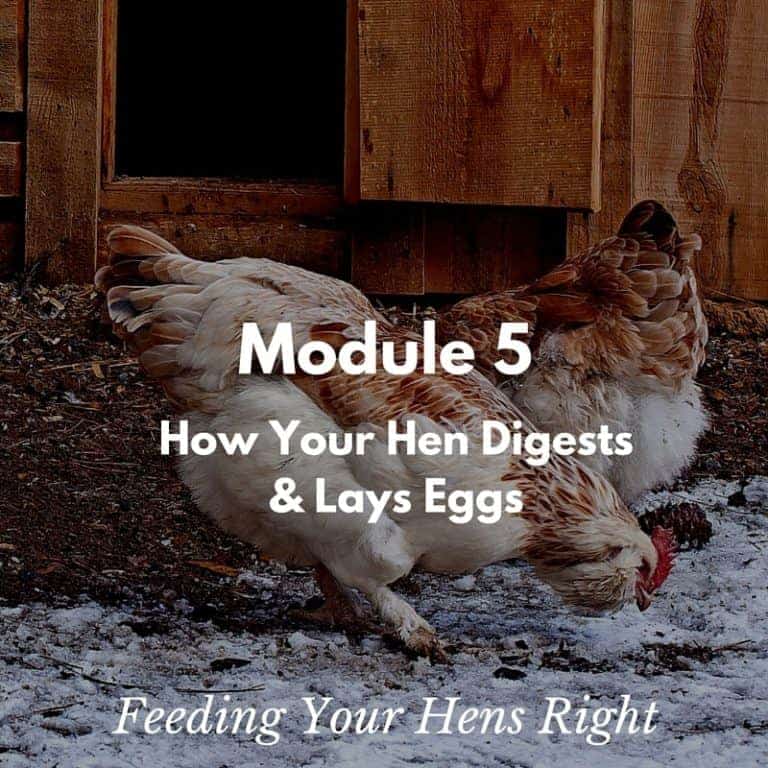 Feeding Your Hens Right Module 5 - Pampered Chicken Mama: Raising ...