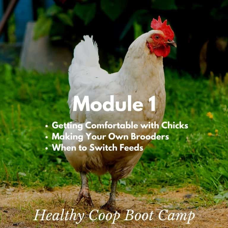 Healthy Coop Boot Camp Module 1 - Pampered Chicken Mama: Raising ...