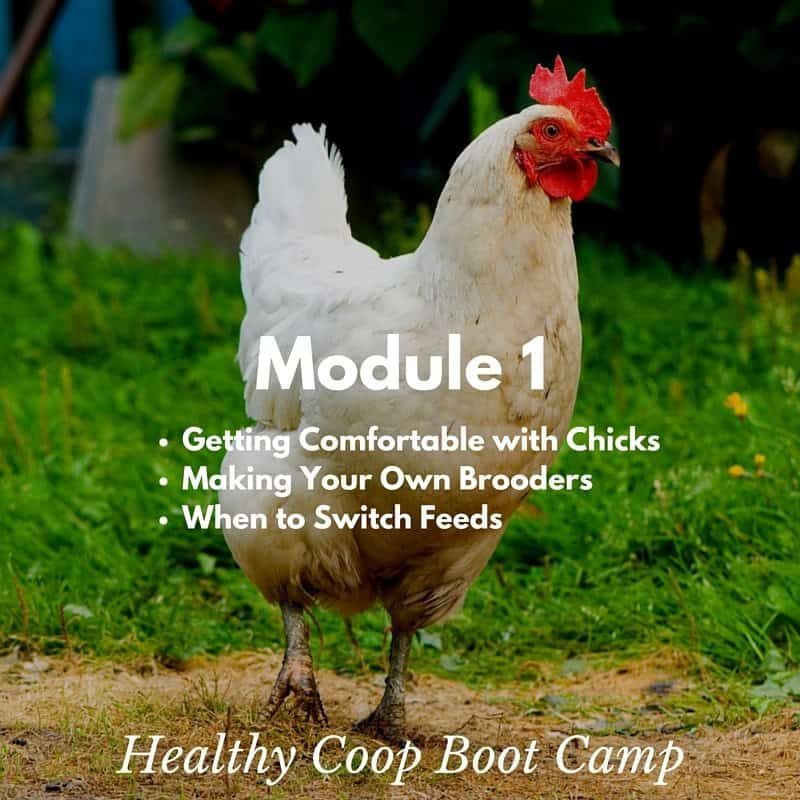 Healthy Coop Boot Camp Module 1 - Pampered Chicken Mama: Raising ...