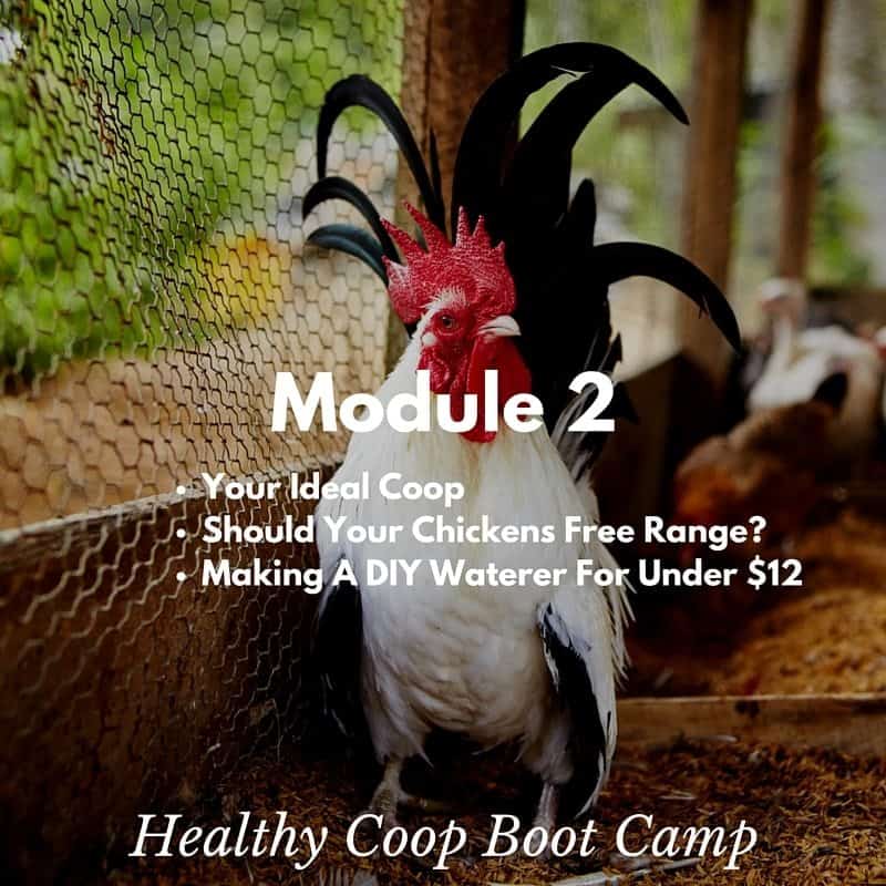 Healthy Coop Boot Camp Module 2 - Pampered Chicken Mama: Raising ...