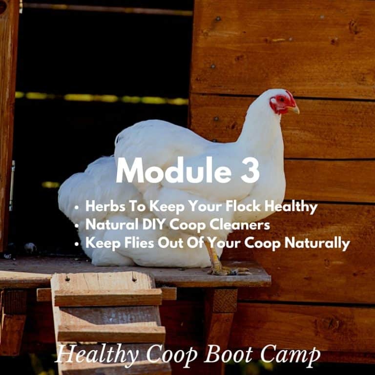 Healthy Coop Boot Camp Module 3 - Pampered Chicken Mama: Raising ...