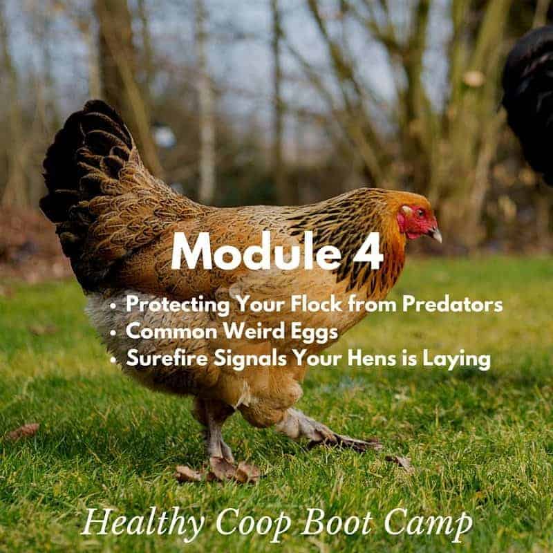 Healthy Coop Boot Camp Module 4 - Pampered Chicken Mama: Raising ...