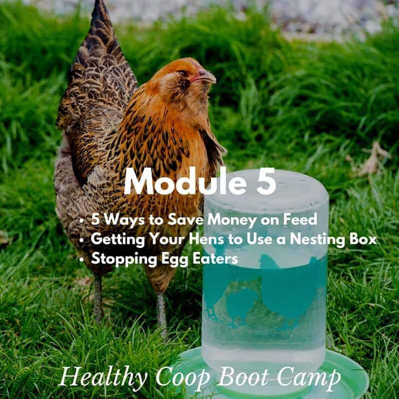 Healthy Coop Boot Camp Module 5 - Pampered Chicken Mama: Raising ...