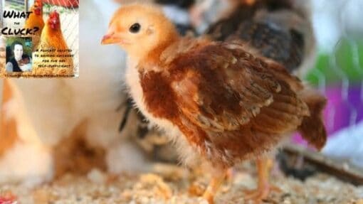 Abnormal Chicken Eggs: What You Need To Know!