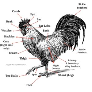 Chicken Anatomy 101