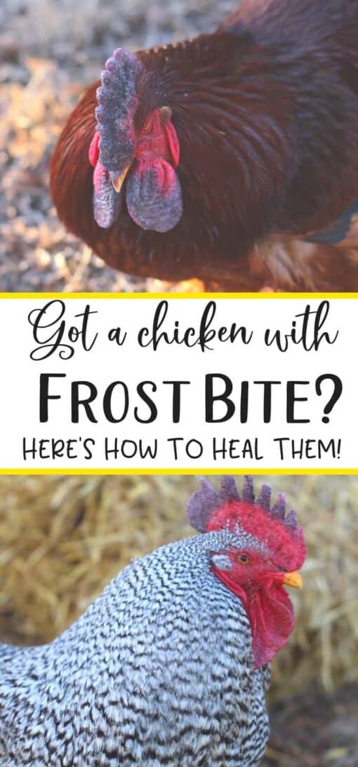 Chickens, Frostbite, & Care