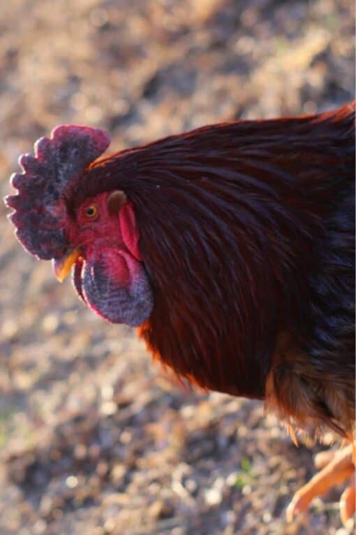 Chickens, Frostbite, & Care