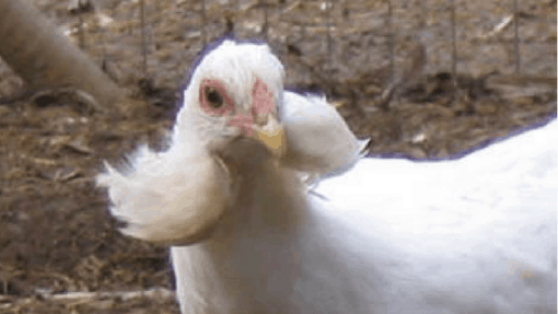 10 Best Hatcheries to Buy Silkie Chickens