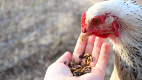 How to Catch a Rooster with Your Hands - Pampered Chicken Mama: Raising ...