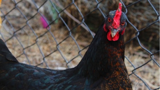 7 Hacks for Healthier Urban Chickens! | Pampered Chicken Mama