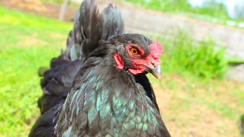 Abnormal Chicken Eggs: What You Need To Know!