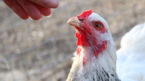 Abnormal Chicken Eggs: What You Need To Know!