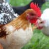 Abnormal Chicken Eggs: What You Need To Know!