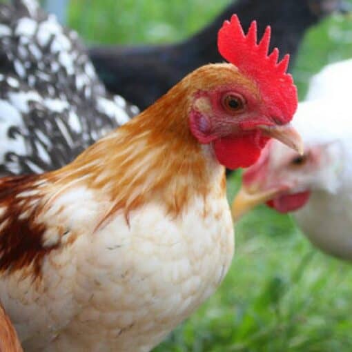 Abnormal Chicken Eggs: What You Need To Know!
