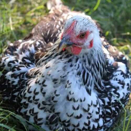 Minorca Chicken - Big Eggs, Big Features, Big Personality - Pampered ...