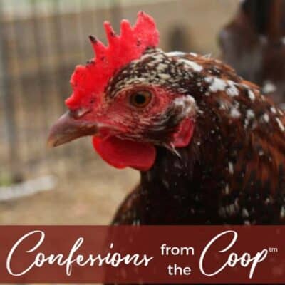 October Chicken Coop Checklist: What To Do In Your Coop In October ...