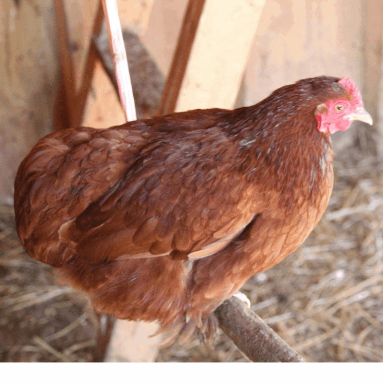 Cochin Chickens: Eggs, Colors, Personalities & More!