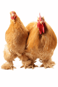 Cochin Chickens: Eggs, Colors, Personalities & More!