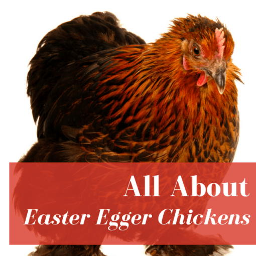 Identifying Common Chicken Predators & What Killed Your Chicken: 'What ...