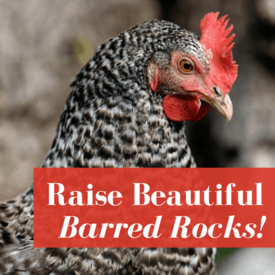 What Causes Lash Eggs & Salpingitis In Backyard Chickens?