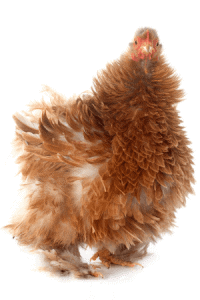 Frizzle Chickens: Buyer's Guide & Care