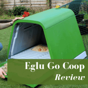 Cochin Chickens: Eggs, Colors, Personalities & More!