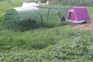 Eglu Go Chicken Coop Review: Buyer's Guide
