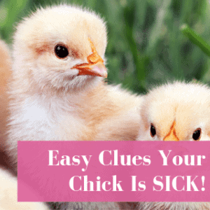 Identifying Common Chicken Predators & What Killed Your Chicken: 'What ...