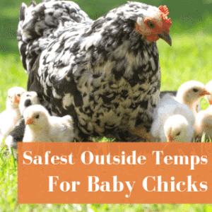 Best Bedding For Chick Brooders