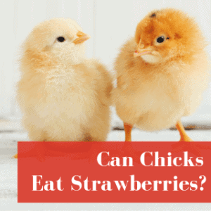Why Chicks Cheep Loudly