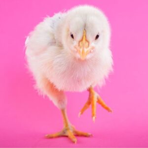 Should Your Baby Chicks Free Range? - Pampered Chicken Mama: Raising ...