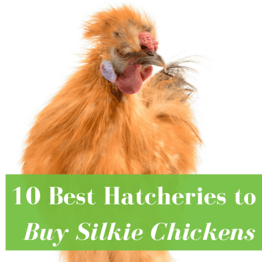 Abnormal Chicken Eggs: What You Need To Know!