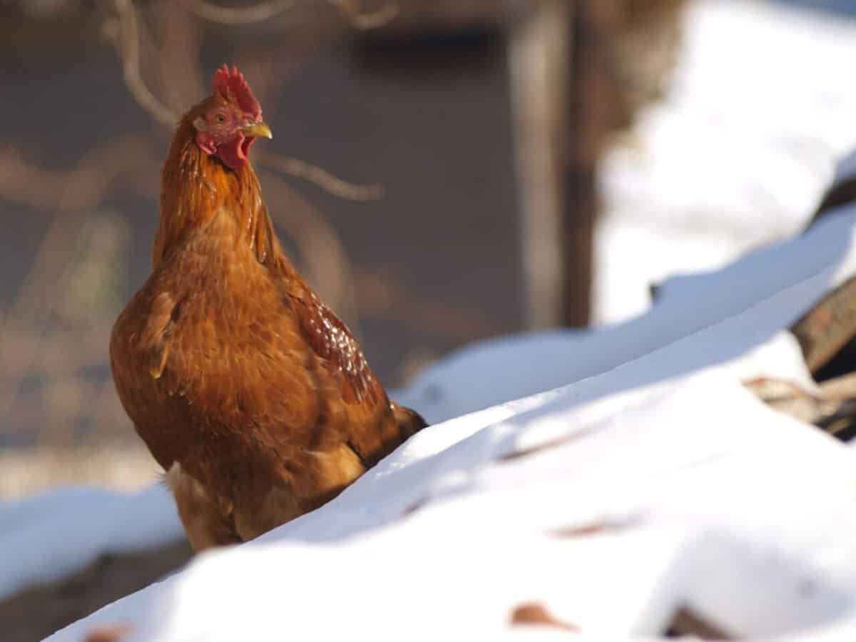 How Cold is Too Cold For Chickens?