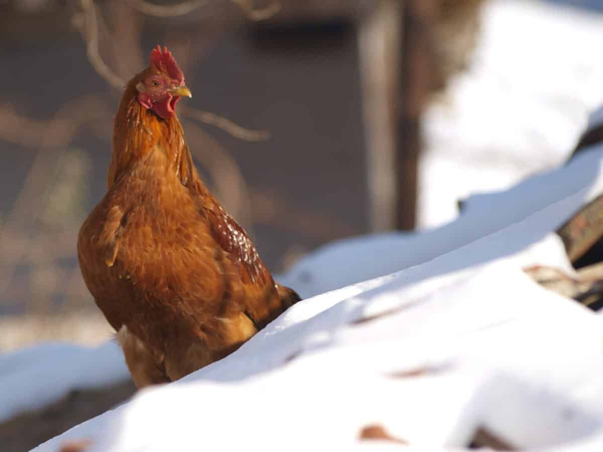How Cold is Too Cold For Chickens?