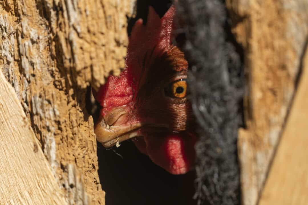 How to Fix a Broken Beak