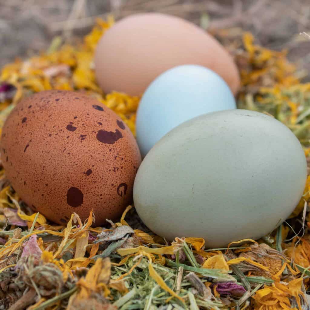 Pampered Chicken Mama - Pampered Chicken Mama: Raising Backyard Chickens