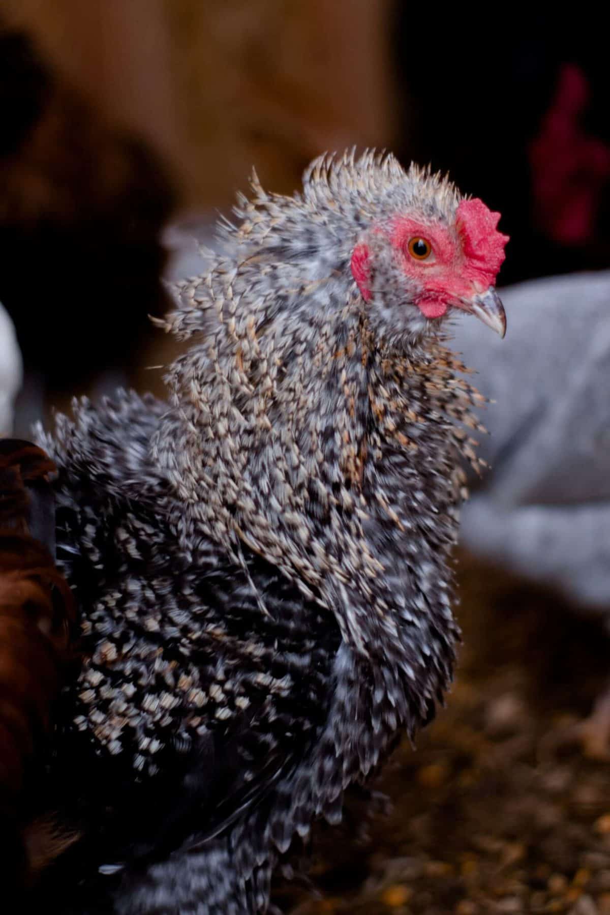 Pampered Chicken Mama - Pampered Chicken Mama: Raising Backyard Chickens