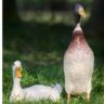 Runner Ducks 101 - Pampered Chicken Mama: Raising Backyard Chickens