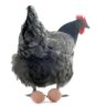 Sapphire Gem Chickens - Unique With a Purpose - Pampered Chicken Mama ...