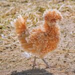 Frizzle Chickens: Buyer's Guide & Care