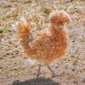 Frizzle Chickens: Buyer's Guide & Care