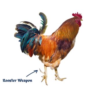 Rooster Spurs - Natural Protective Weapons - Pampered Chicken Mama ...