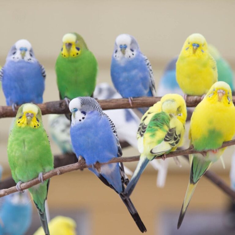 Parakeets - Ultimate Guide For The Smallest Parrots Parakeets - Ultimate Guide For The Smallest Parrots